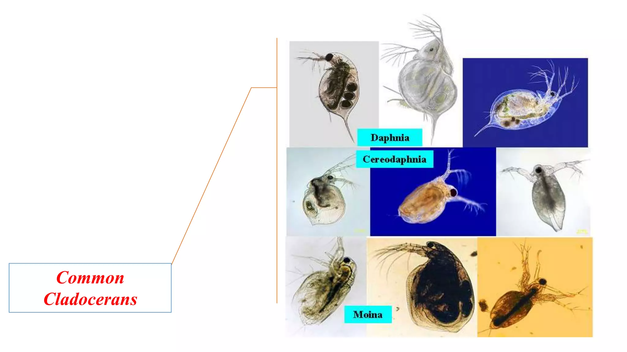 Food and feeding habits of larvae of finfishes ppt | PPTX | Zoos ...