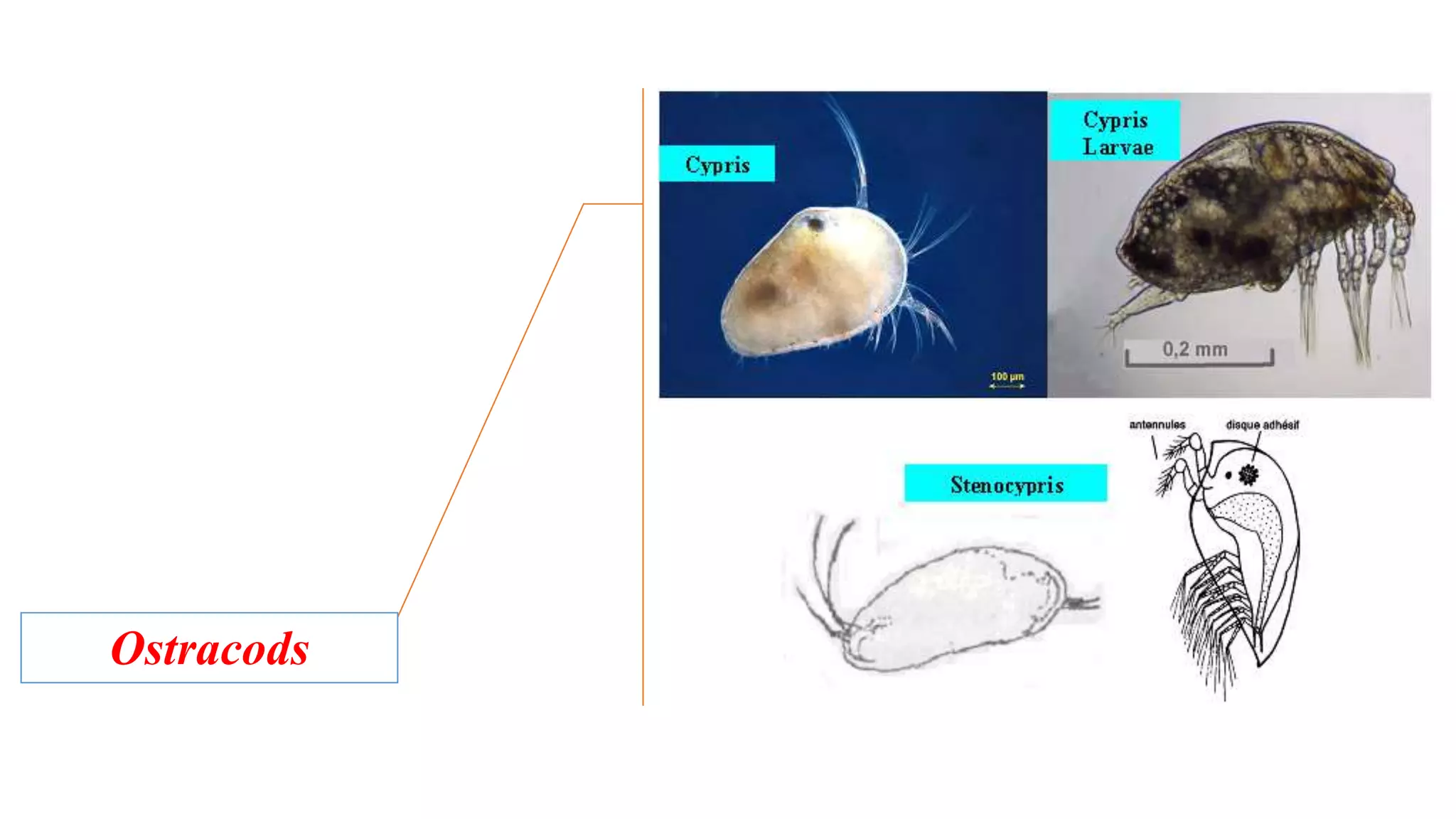 Food and feeding habits of larvae of finfishes ppt | PPTX | Zoos ...