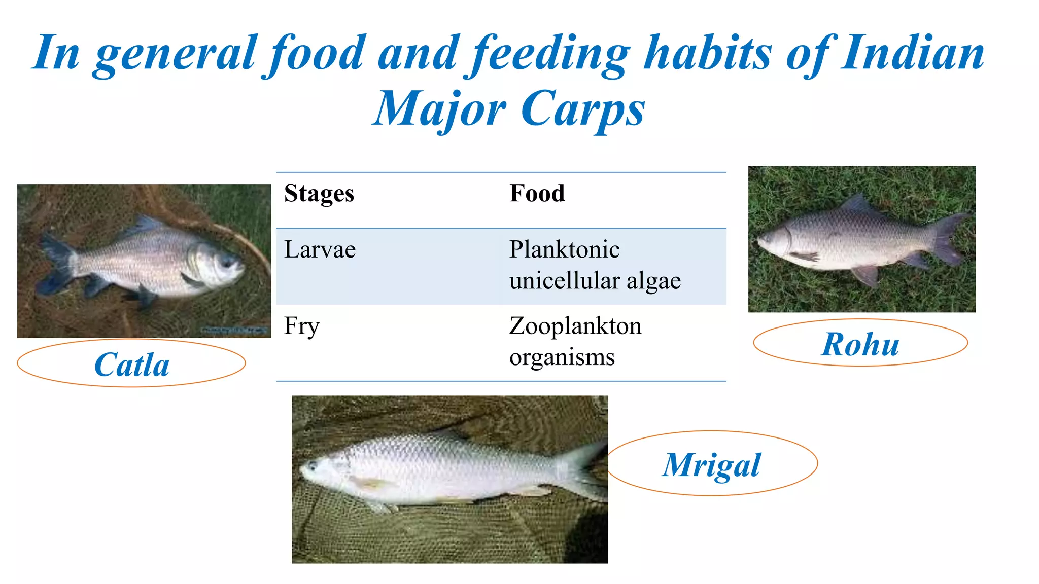 Food and feeding habits of larvae of finfishes ppt | PPTX | Zoos ...