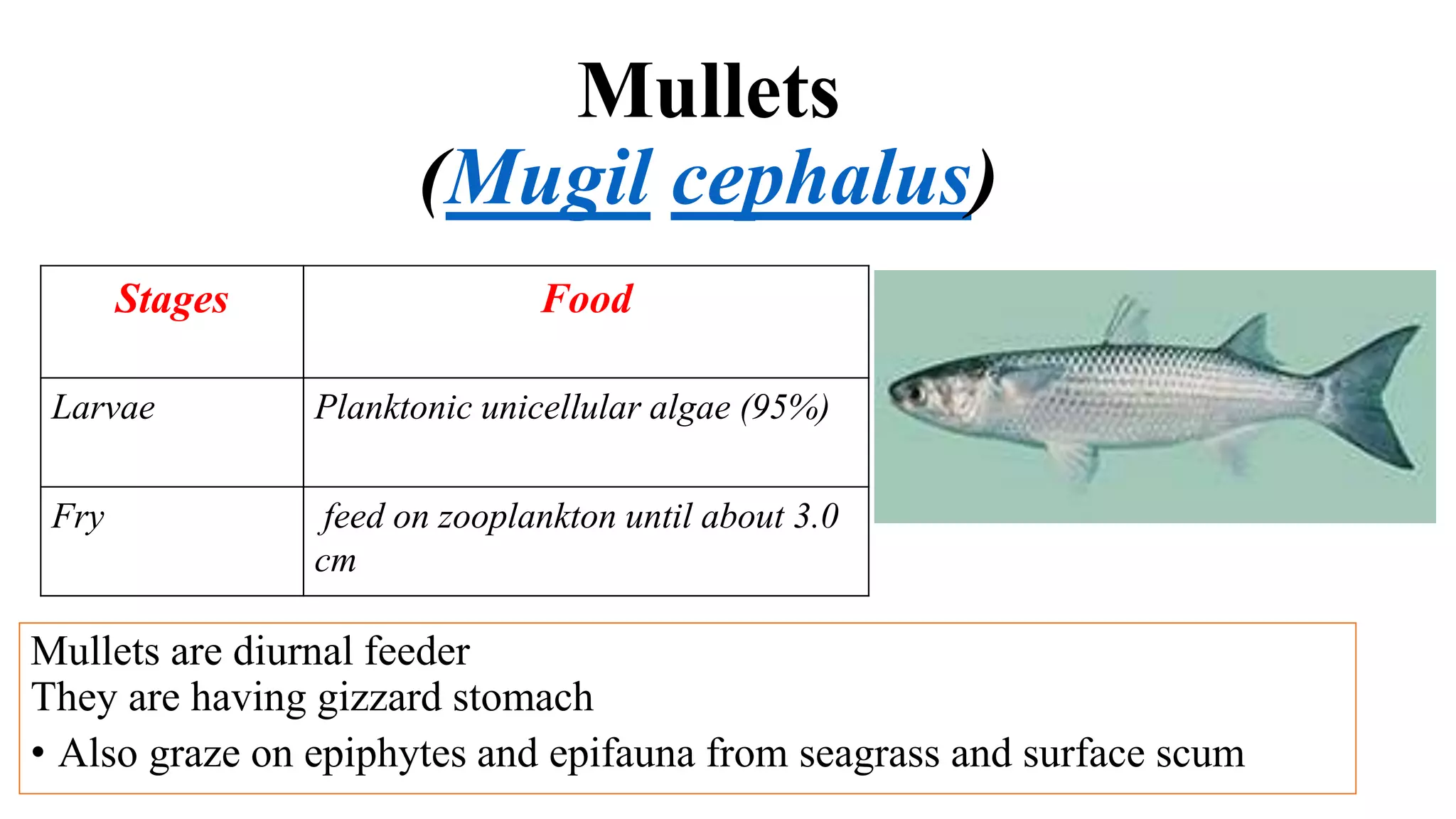 Food and feeding habits of larvae of finfishes ppt | PPTX