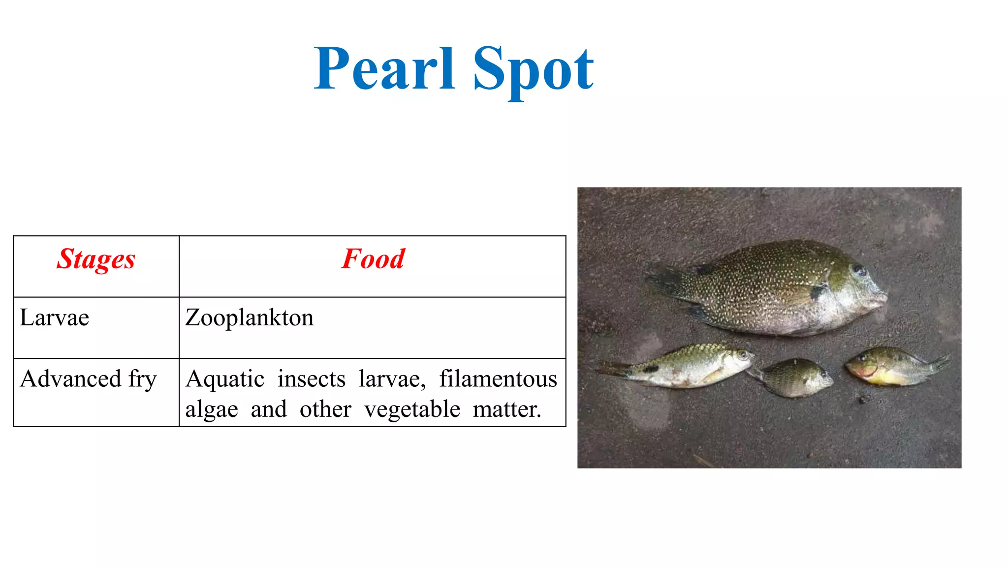 Food and feeding habits of larvae of finfishes ppt | PPTX
