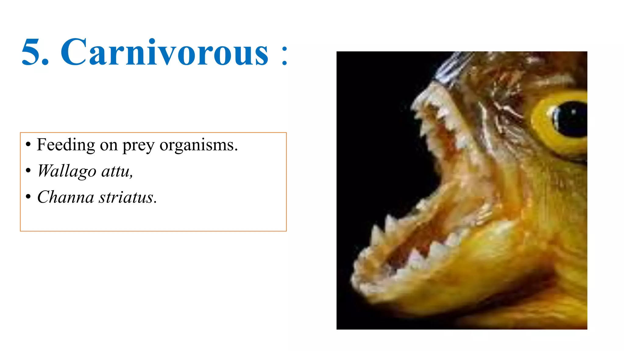 Food and feeding habits of larvae of finfishes ppt | PPTX