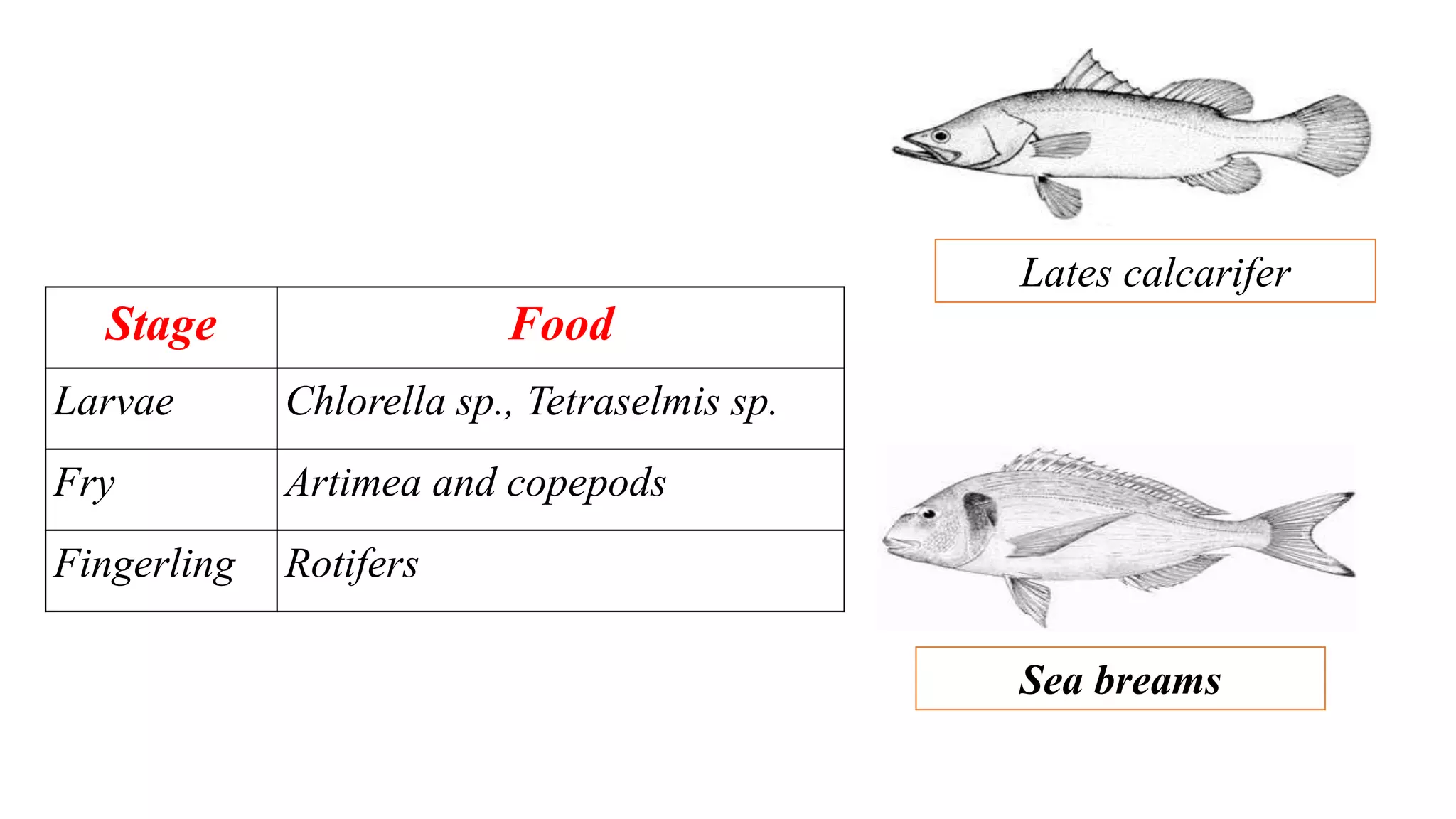 Food and feeding habits of larvae of finfishes ppt | PPTX