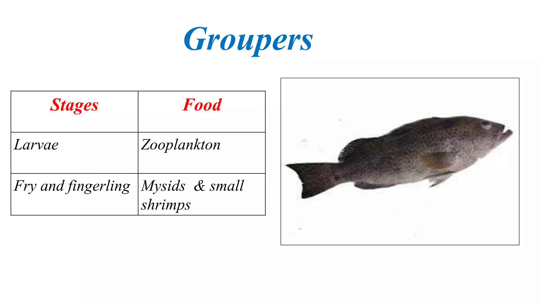 Food and feeding habits of larvae of finfishes ppt | PPTX | Zoos ...