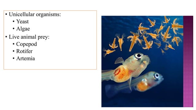 Food and feeding habits of larvae of finfishes ppt | PPTX | Zoos ...