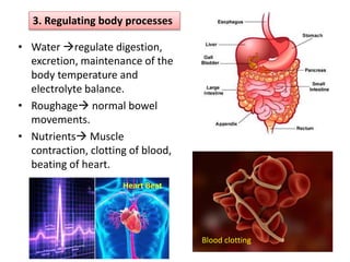 Food and its function | PPTX