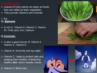 FOOD AND ITS SOURCES | PPT