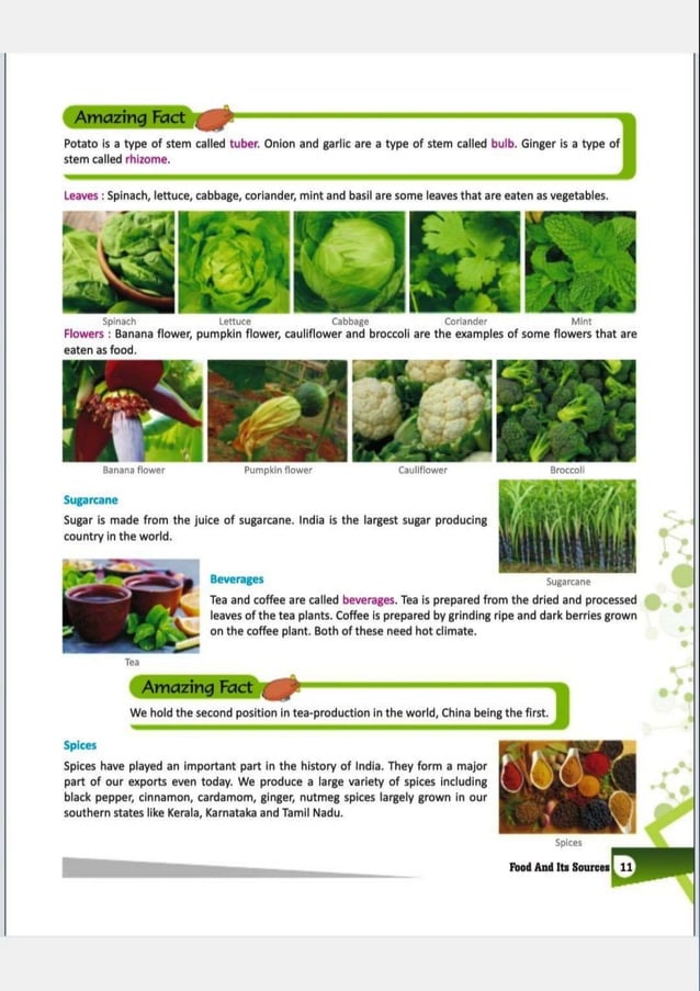 Food and its sourses CLASS 6 SCIENCE | PDF