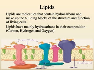 Food and nutrientl | PPT