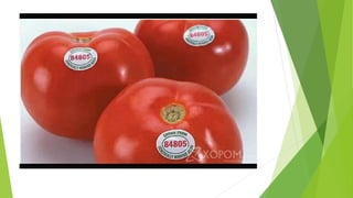 Food biotechnology- genetically modified food materials | PPTX