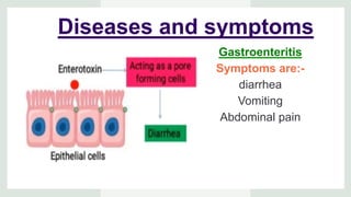 food born diseases #food infection and intoxication | PPT