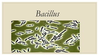 Food borne bacteria | PPTX