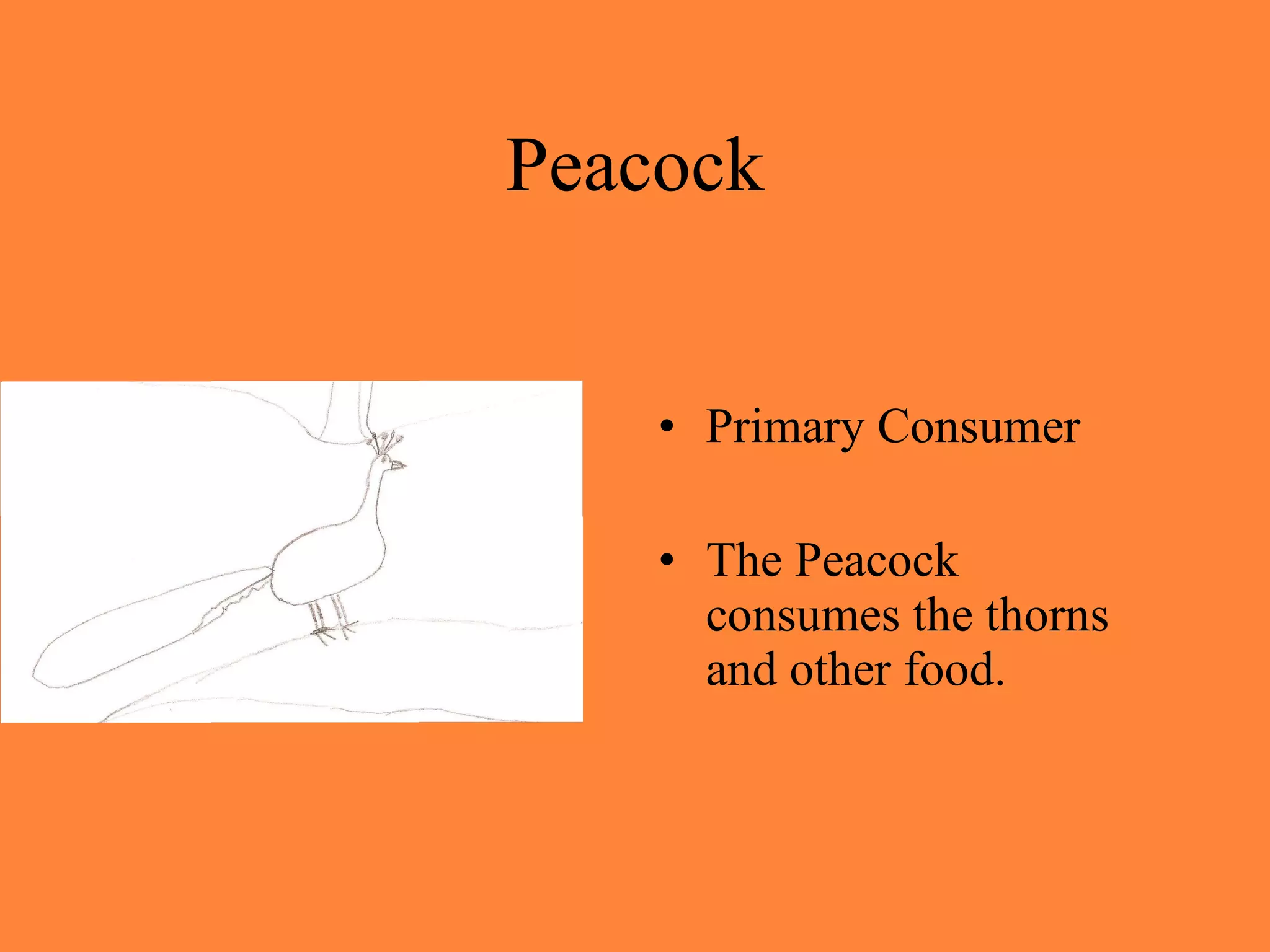 Food chain | PPT