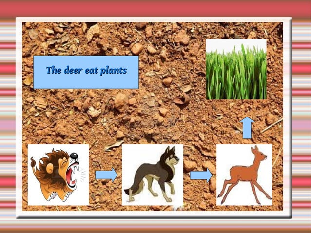 Food chain | PPT