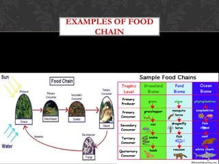 Food chain | PPTX