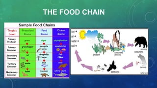 Food chain | PPT
