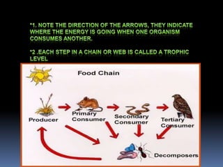 Food chain | PPT