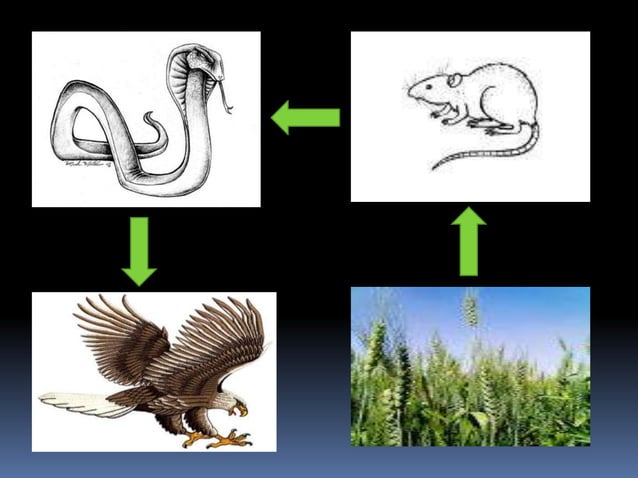 Food chain | PPT