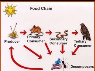 Food chain | PPTX
