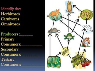 Food chain | PPT