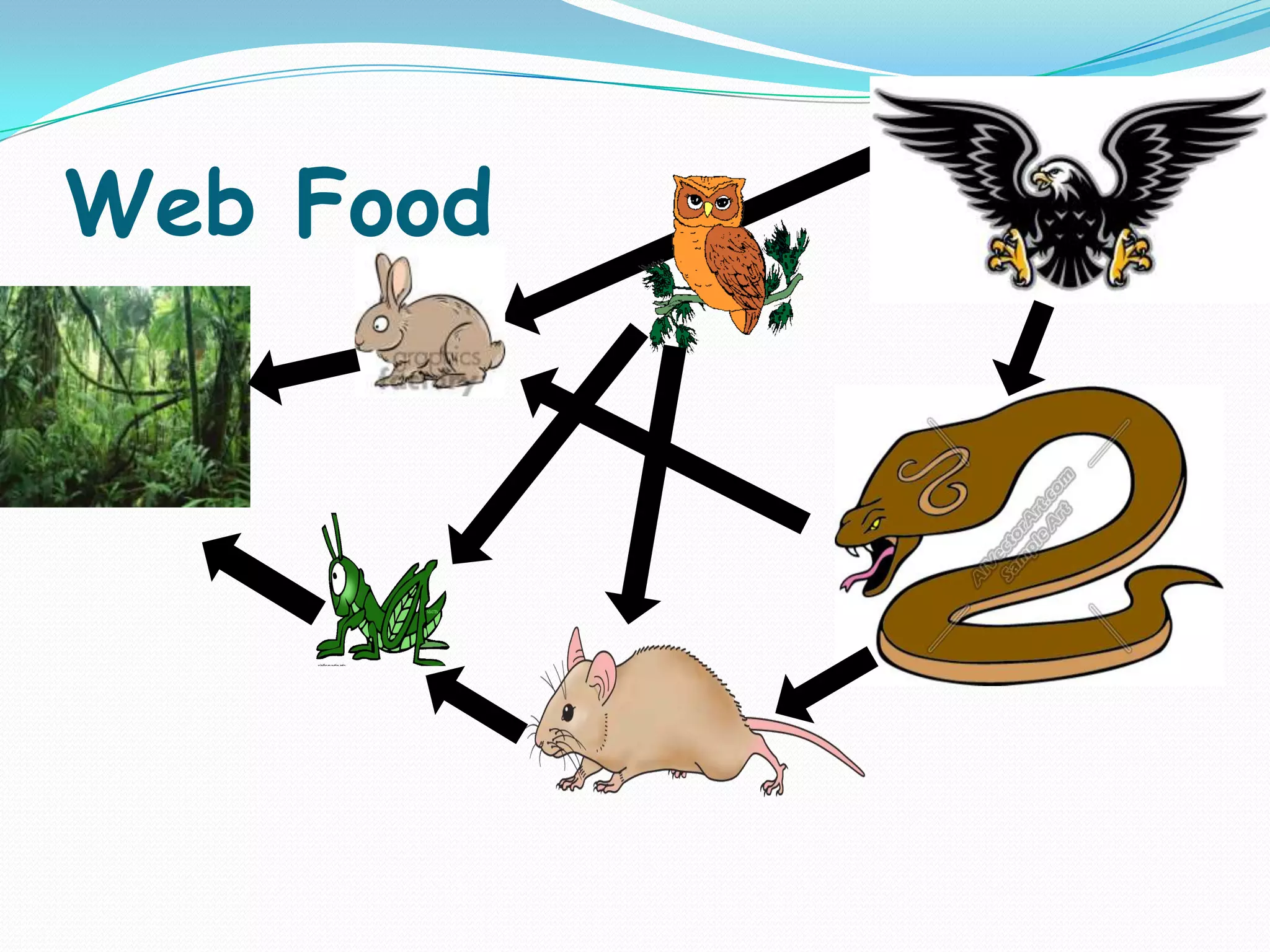 Food chain | PPTX