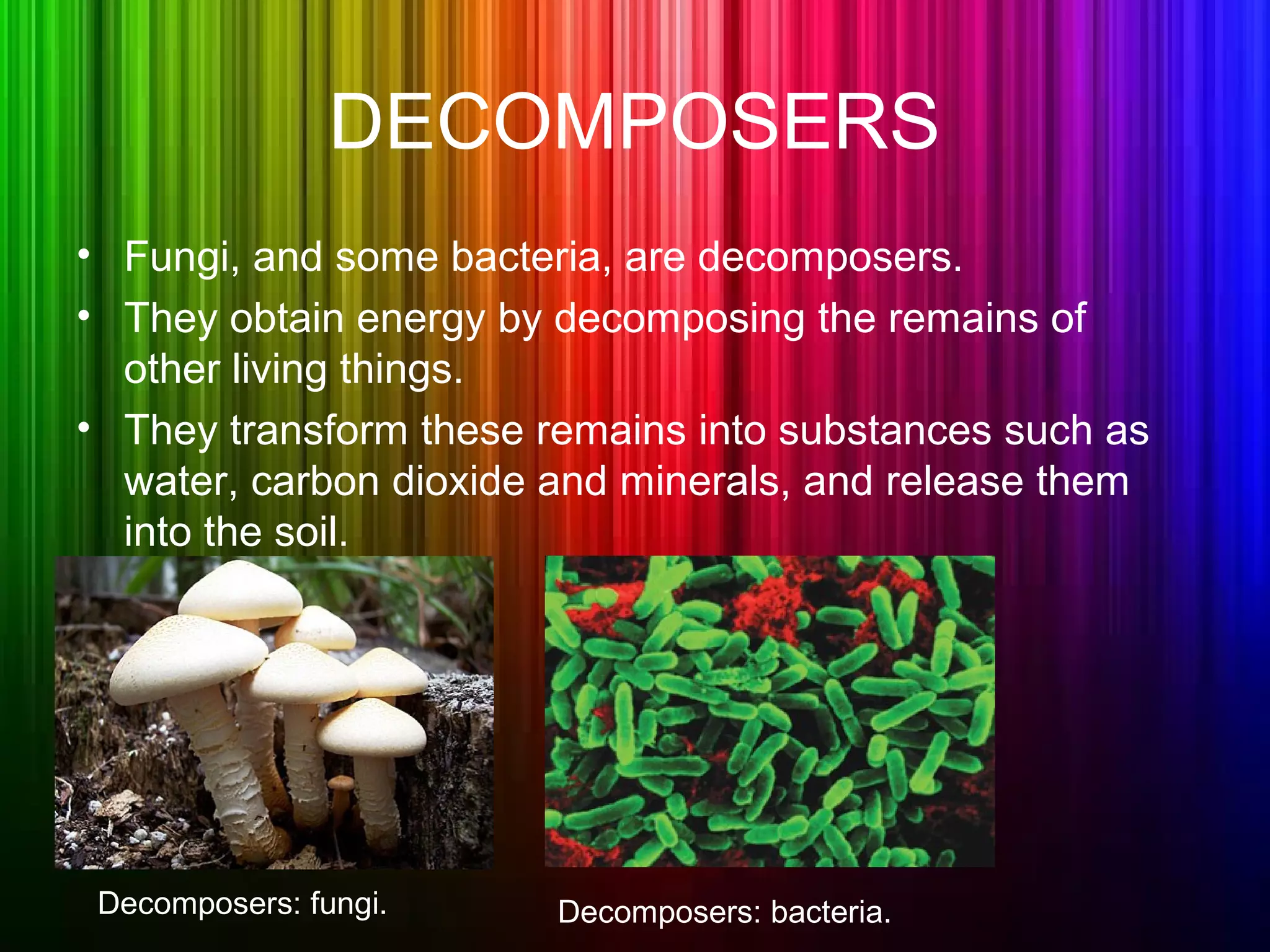 Ecosystems: Food chain | PPT