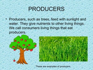 Ecosystems: Food chain | PPT