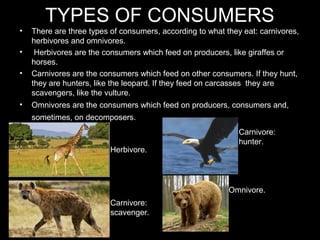 Ecosystems: Food chain | PPT