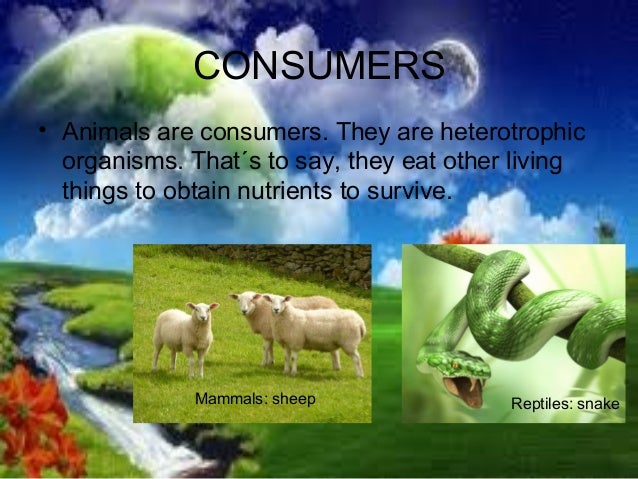 Ecosystems: Food chain