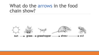 Food chain | PPTX