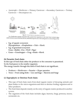 Wolf Food Chain Herbivore