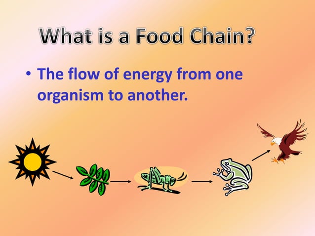 Food chain | PPTX