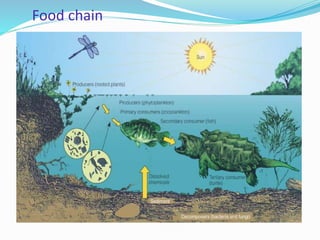 Food Chain (Environmental Science) | PPTX