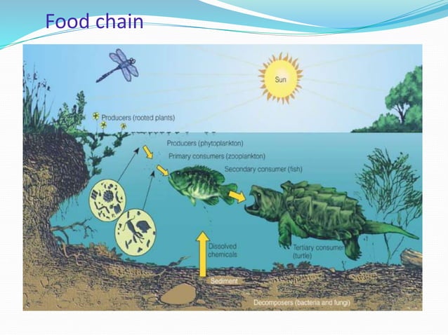 Food Chain (Environmental Science) | PPTX