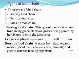 Food Chain (Environmental Science) | PPTX