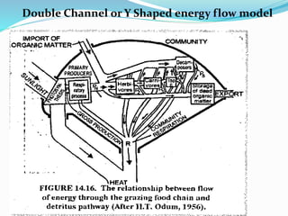 Food Chain (Environmental Science) | PPTX
