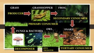Food chain | PPT