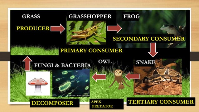 Food chain | PPT