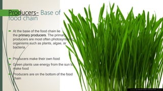 Food chain | PPTX