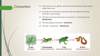 Food chain | PPTX