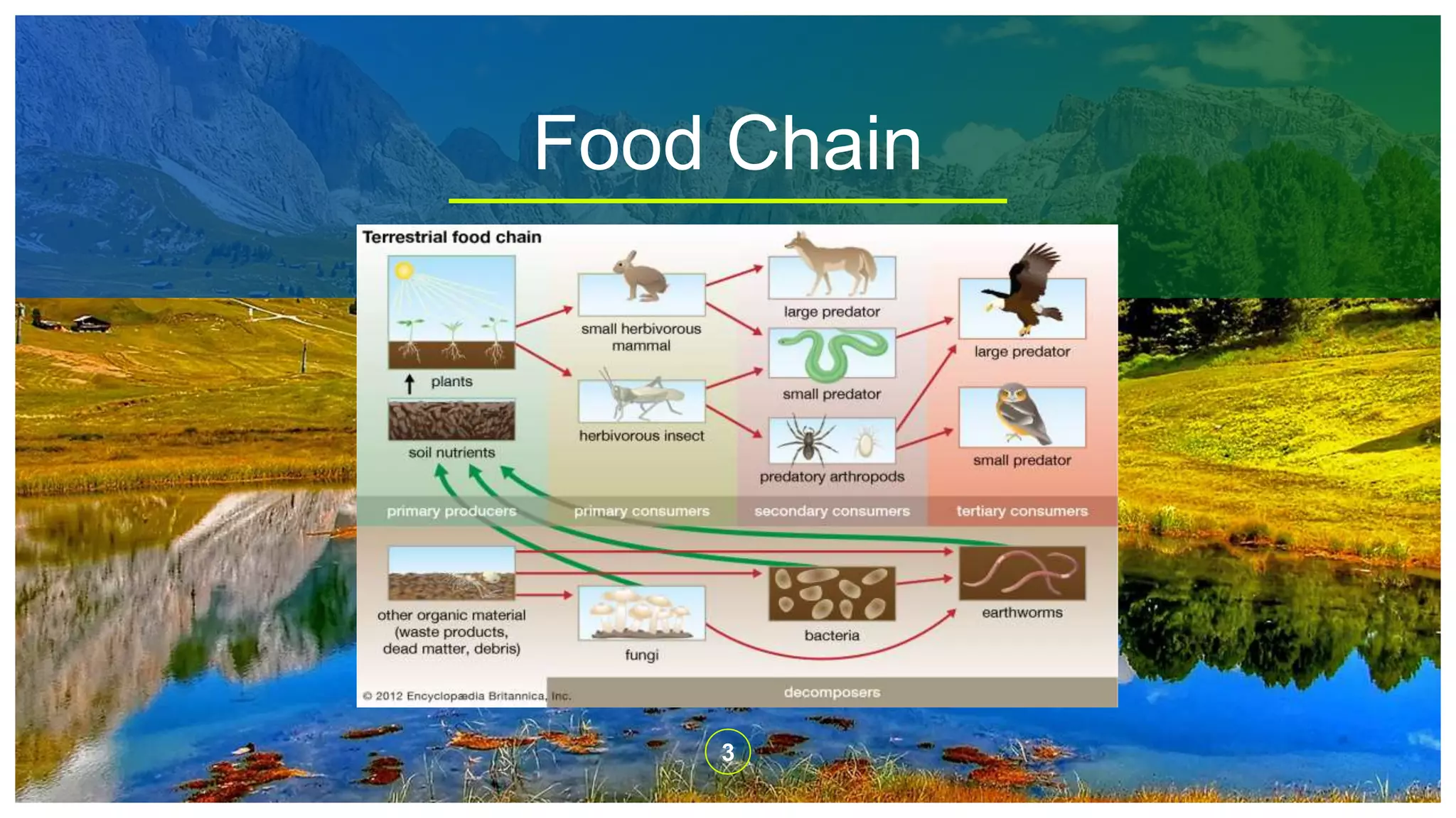 Food chain | PPTX