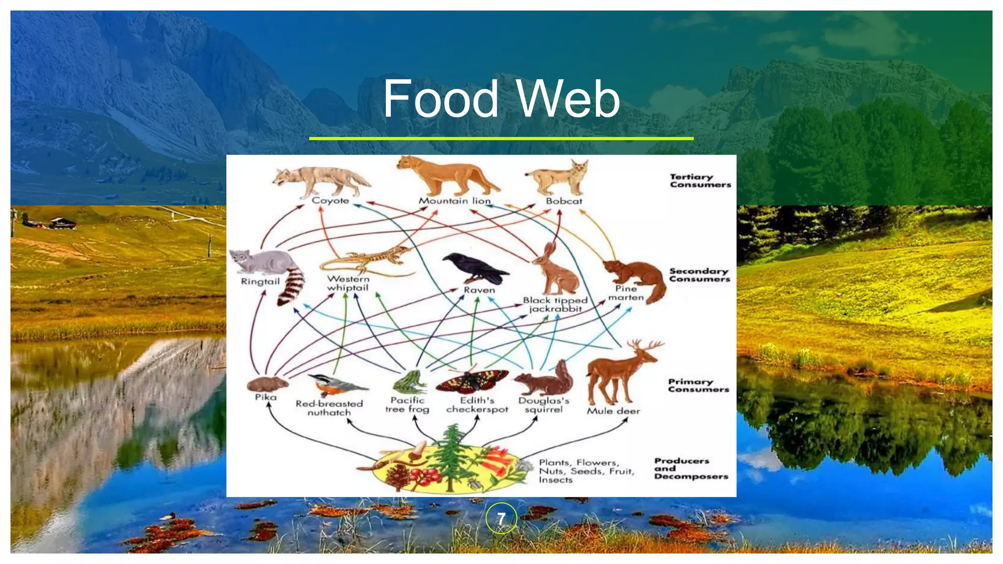 Food chain | PPTX