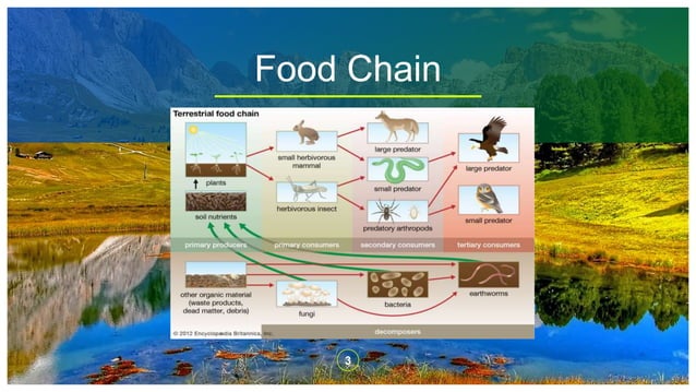 Food chain | PPT