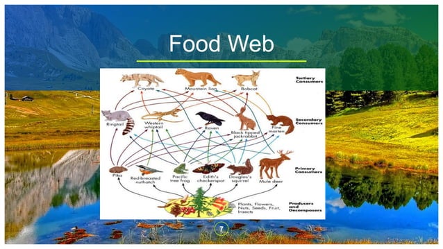 Food chain | PPT