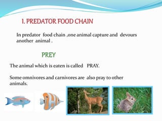 Food chain and Food Web | PPTX