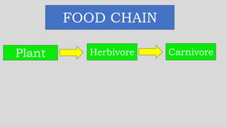 FOOD CHAIN.pptx