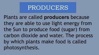 FOOD CHAIN.pptx