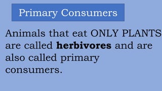 FOOD CHAIN.pptx