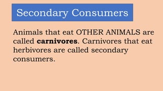 FOOD CHAIN.pptx