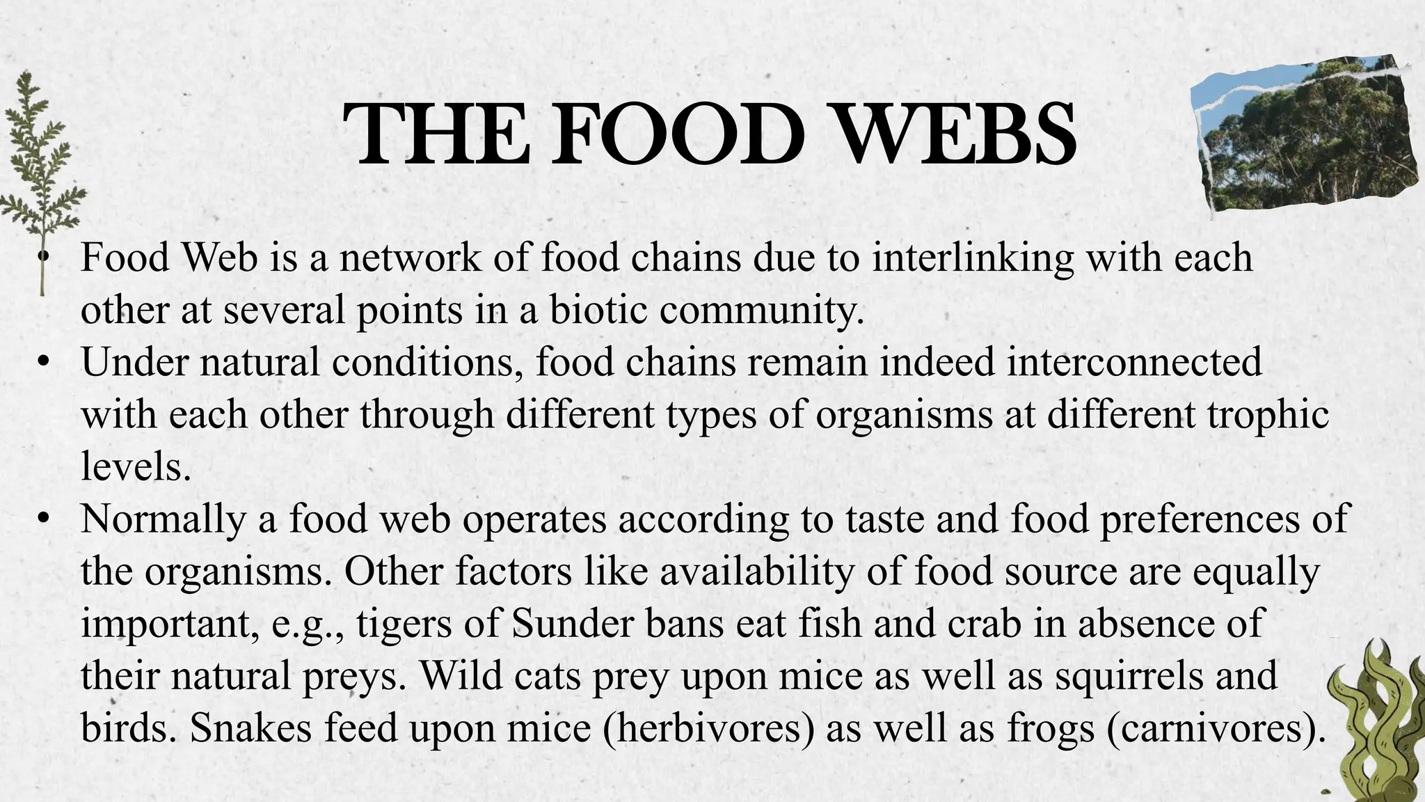Food Chain and Food Web (Ecosystem) EVS, B. Pharmacy 1st Year, Sem-II ...